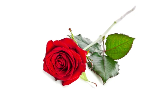 Beautiful single red rose lying down on a white background — Stock ...