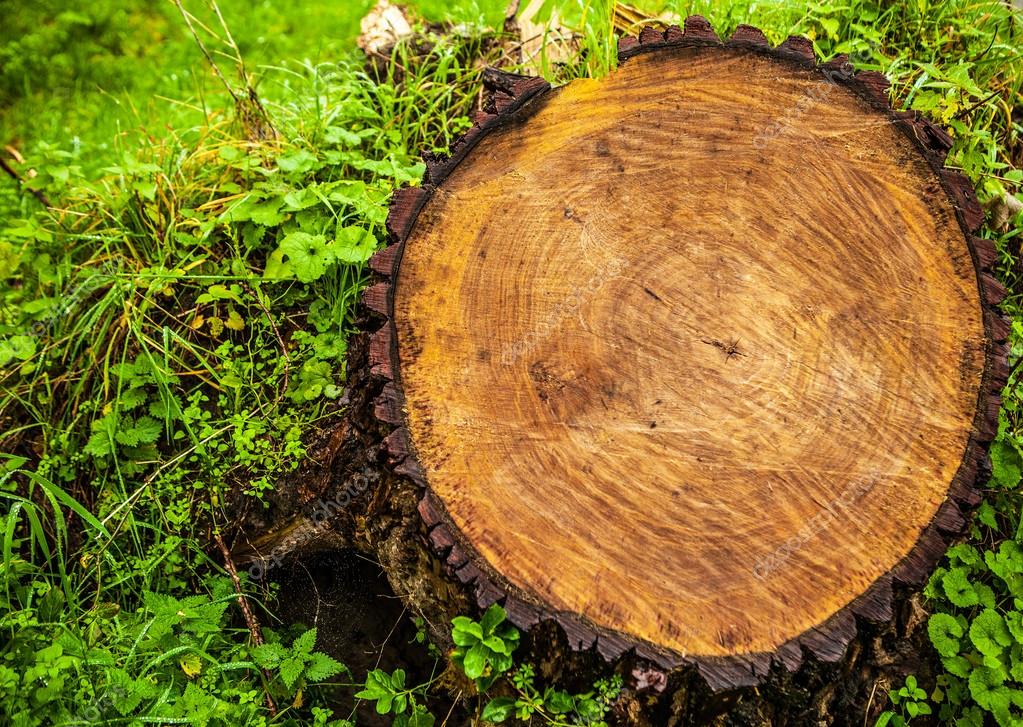 Stub in autumn park — Stock Photo © innervision #90848900