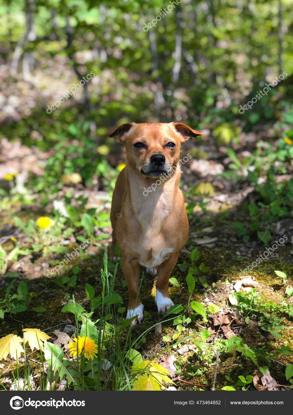 Chiweenie Blanco Y Negro Información Sobre La Raza Canina Chihuahua