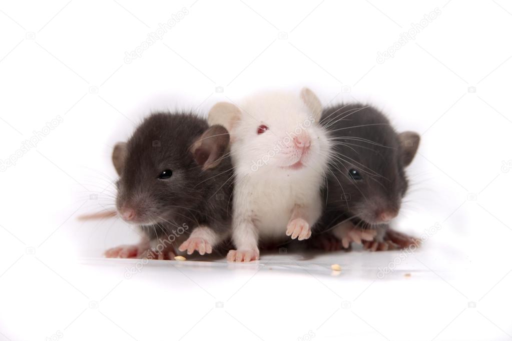 Baby Dumbo Rats