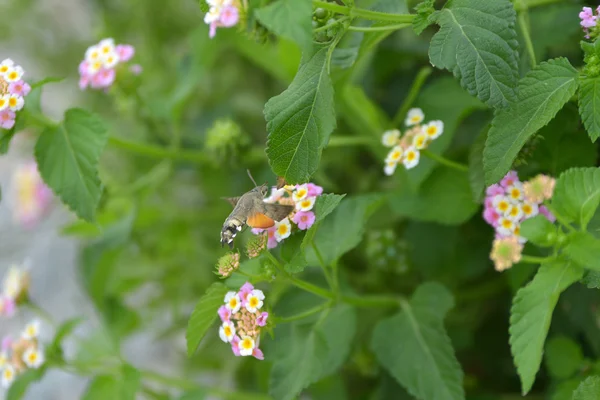 Planta de vestir abelha Stock Photos, Royalty Free Planta de vestir ...