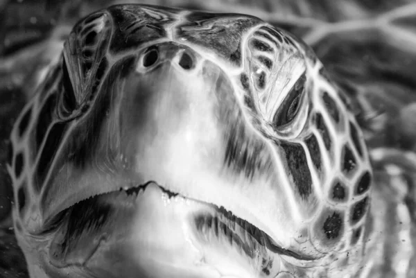 Loggerhead turtle Stock Photos, Royalty Free Loggerhead turtle Images ...