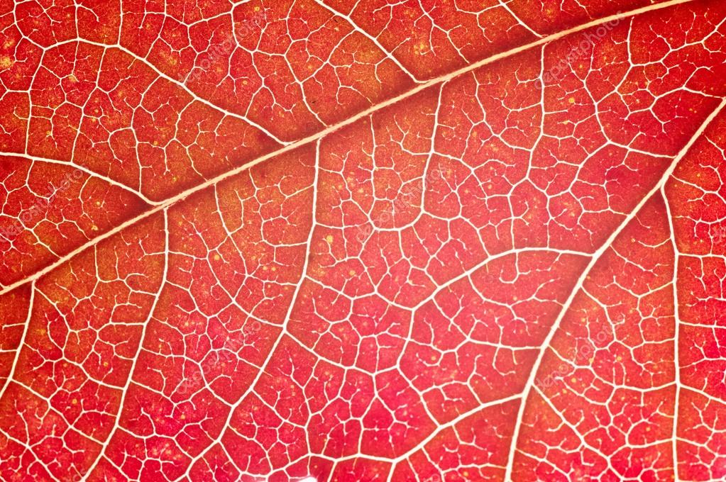 Bright leaf closeup view Stock Photo by ©rcaucino 87994642