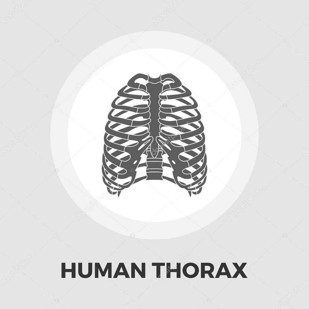 Tórax humano icono plano Vector de stock #108511714 de ©leshkasmok