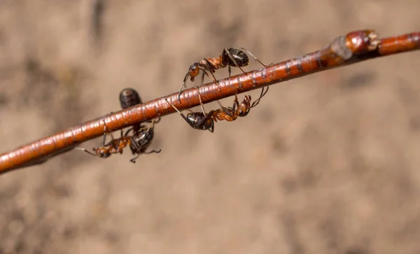 Fourmis aux ailes images libres de droit, photos de Fourmis aux ailes ...
