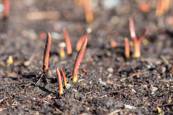 Anbau Stock Photos, Royalty Free Anbau Images | Depositphotos