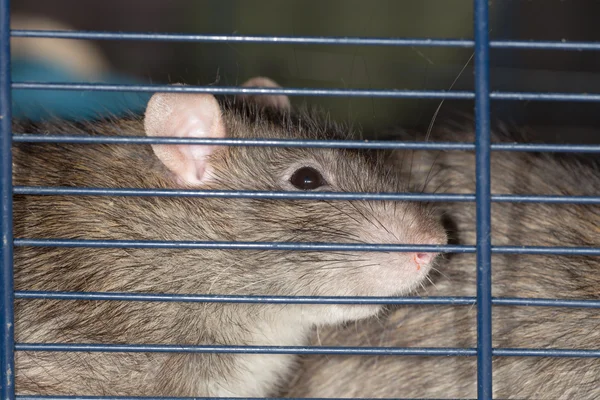 Prison rat Stock Photos, Royalty Free Prison rat Images | Depositphotos