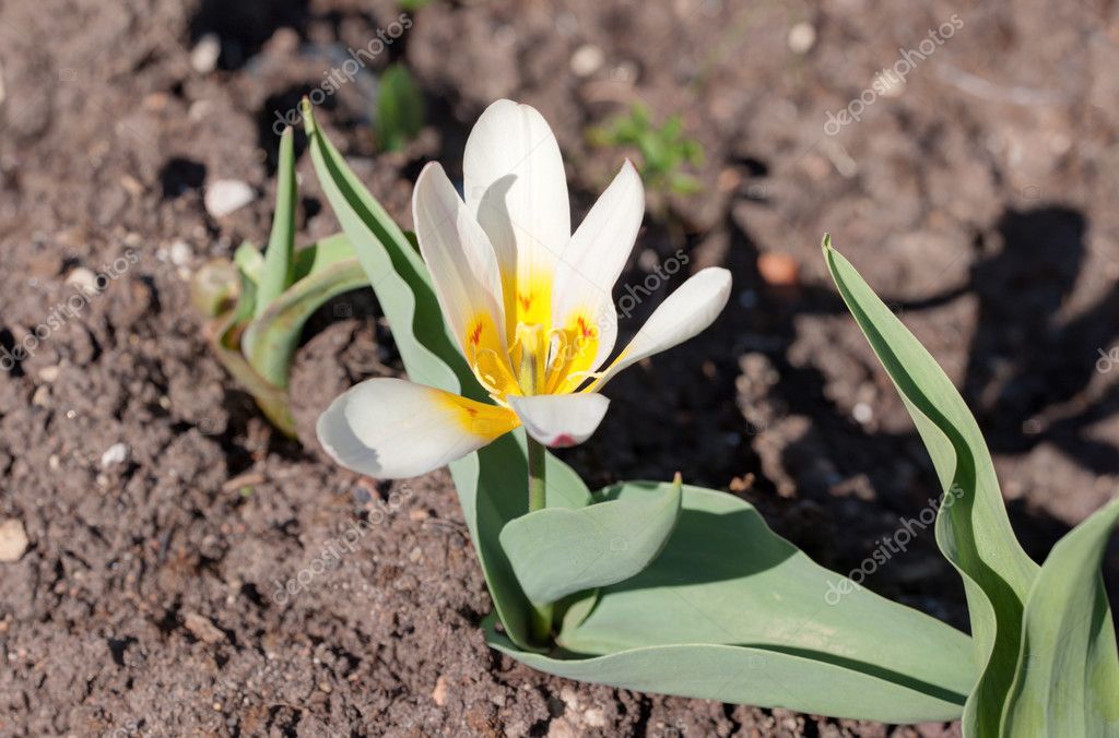 White tulip in the spring — Stock Photo © Argument #65810341