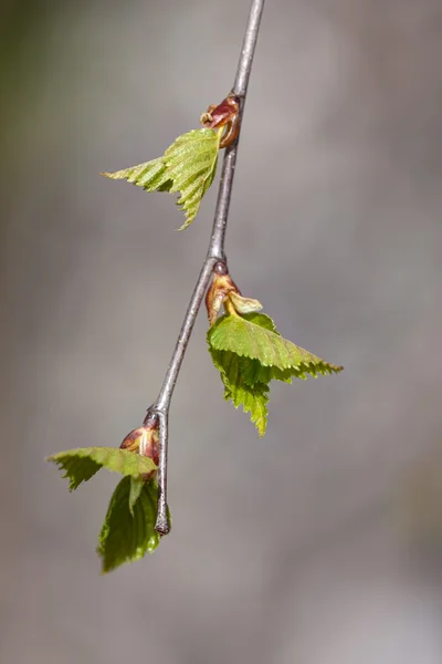 Branch of a birch tree - Stock Image - Everypixel