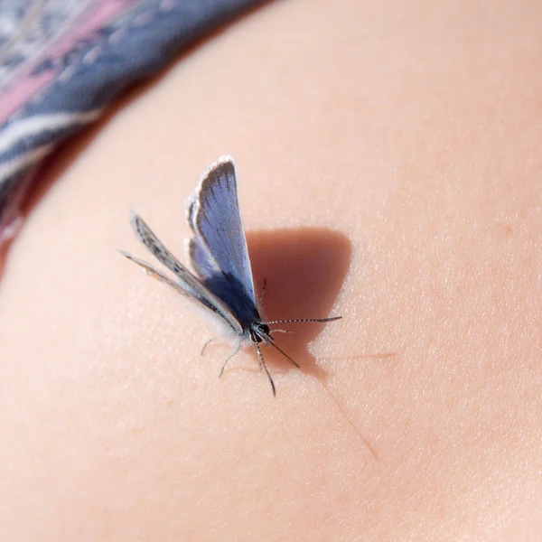 Little butterfly Stock Photos, Royalty Free Little butterfly Images ...