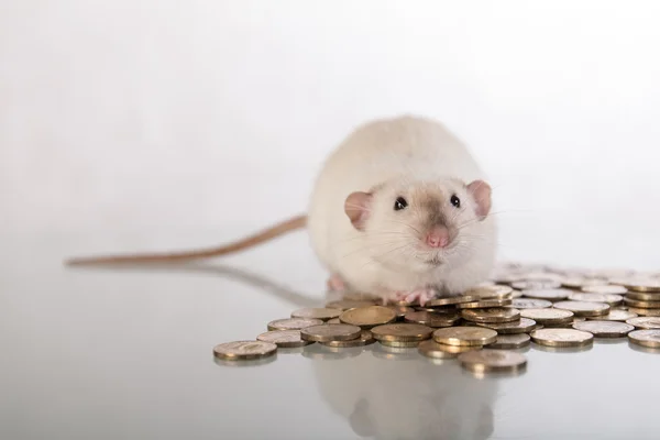 White rat count coins isolated on white — Stock Photo © belchonock #6779293