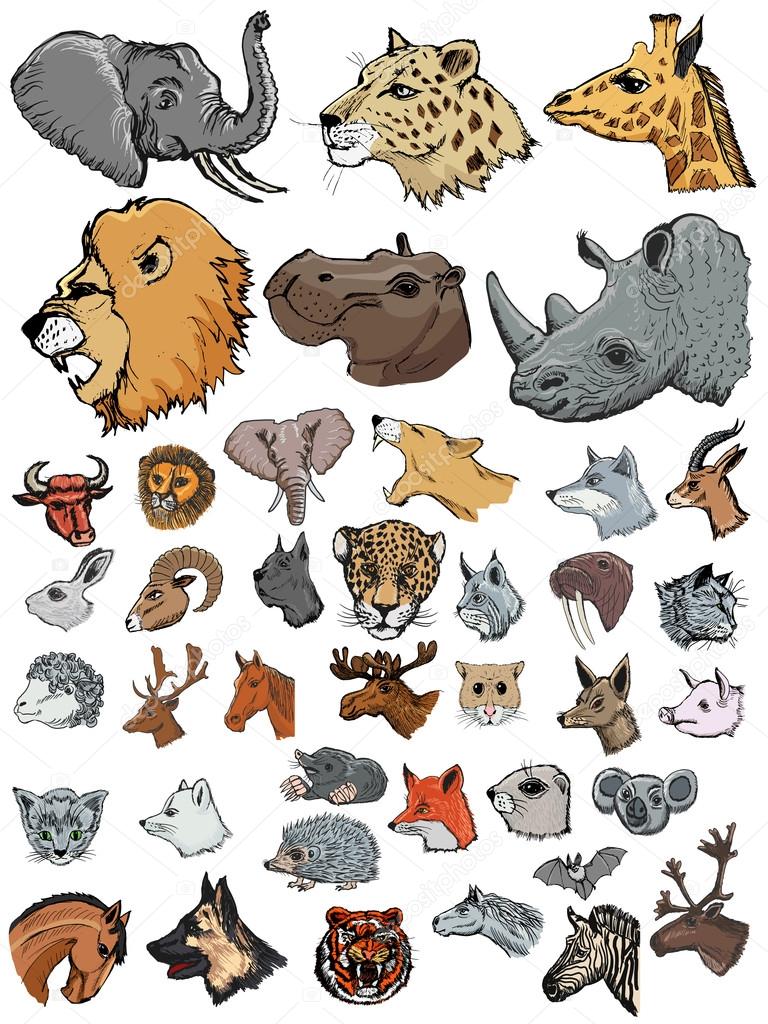 Set of illustrations of different kinds of mammals — Stock Vector ...