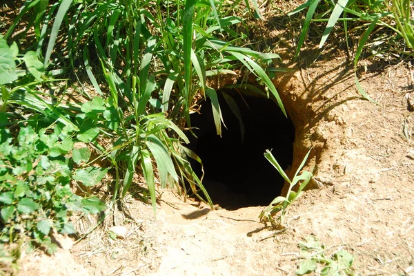 Rabbit Hole Animal burrow - Stock Image - Everypixel