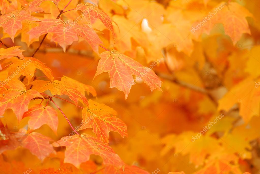 Depositphotos 4490716 Fall Orange