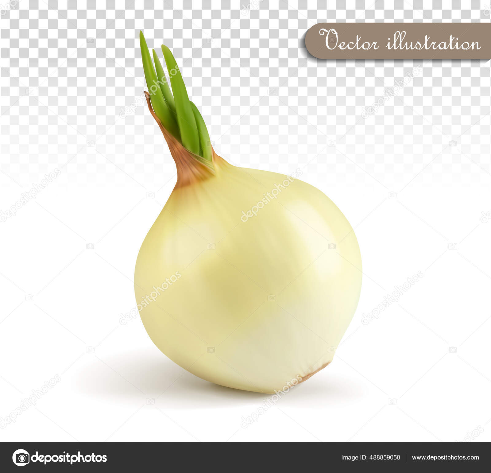 White Onion Transparent Background Vector Illustration Stock Vector ...