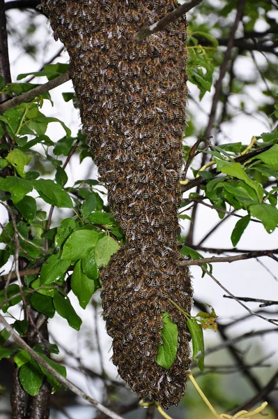 Bee swarm tree Stock Photos, Royalty Free Bee swarm tree Images ...