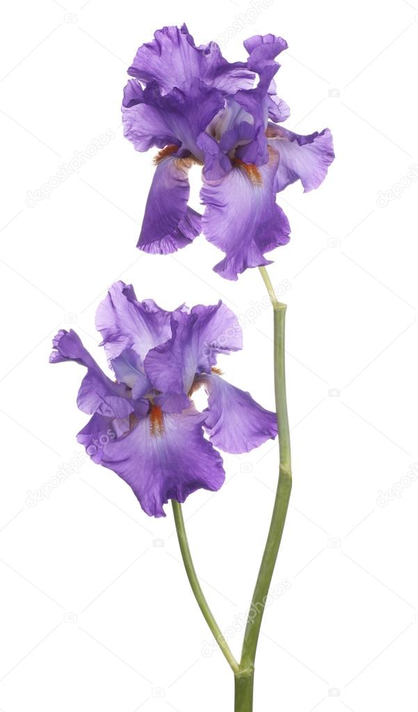 French Iris Symbol