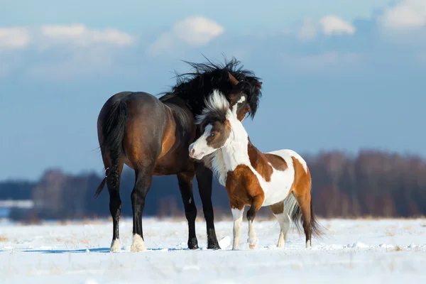 ᐈ Welsh ponies stock pictures, Royalty Free welsh pony images ...