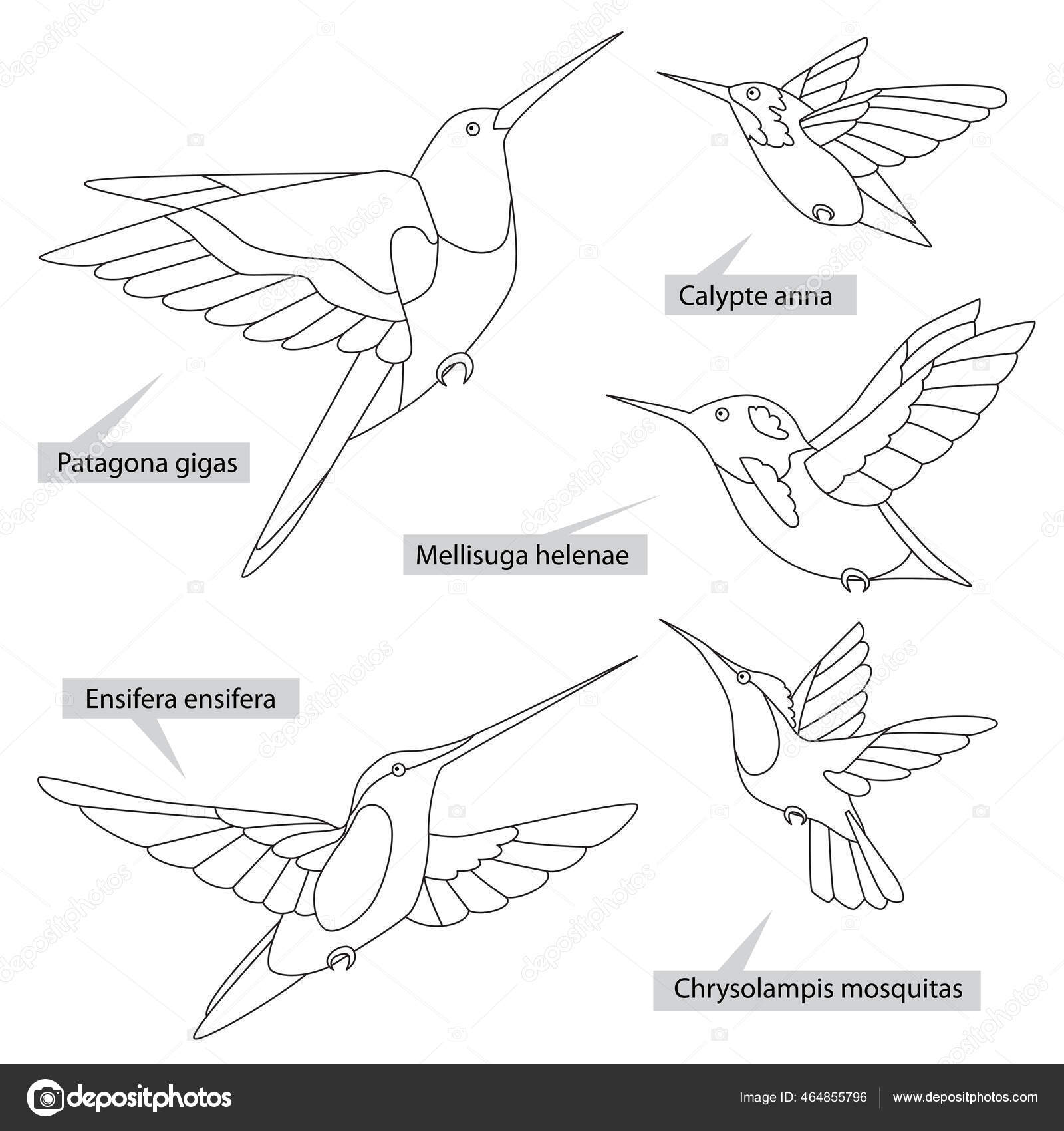Colibri Birds Real Latin Names Black Lines Contour Style Illustration ...