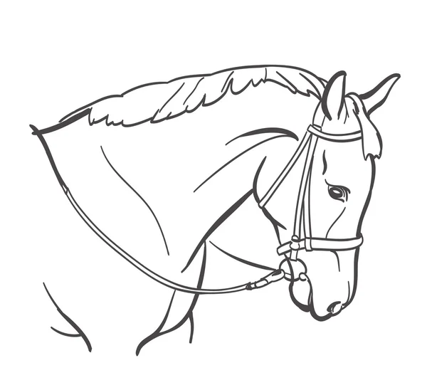 Kenguru vadon élő állatok vonalas rajz — Stock Vector #129513068