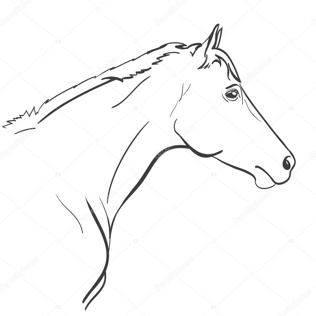 Horse head line art hand drawn illustration. vector Stock Vector Image ...