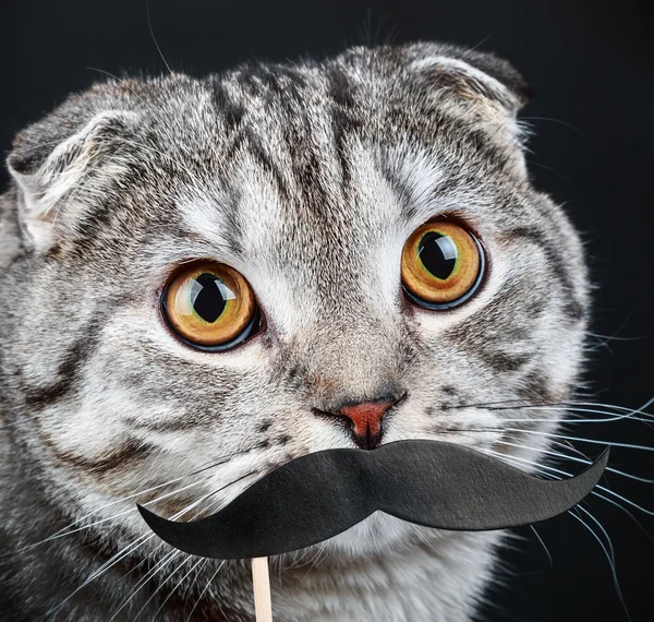 Cat with paper mustaches - Stock Image - Everypixel