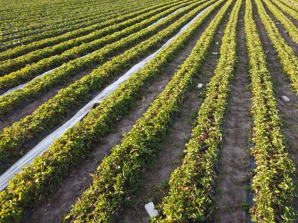 Farm field with green strawberry plants in rows on ground. Prepared for ...