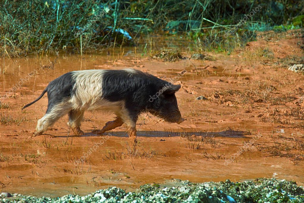 En charco bonito y grande siempre encontrarás cerdo feliz. Los cerdos ...
