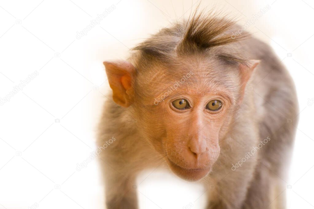 Macacos indios lat. Macaca radiata. primates animales salvajes sobre un ...