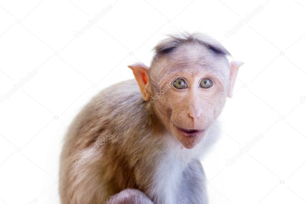 Macacos indios lat. Macaca radiata. primates animales salvajes sobre un ...