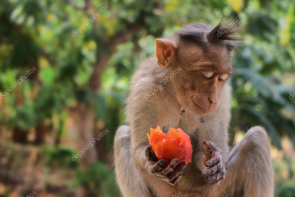 Macacos indios lat. Macaca radiata. primates de animales salvajes en un ...