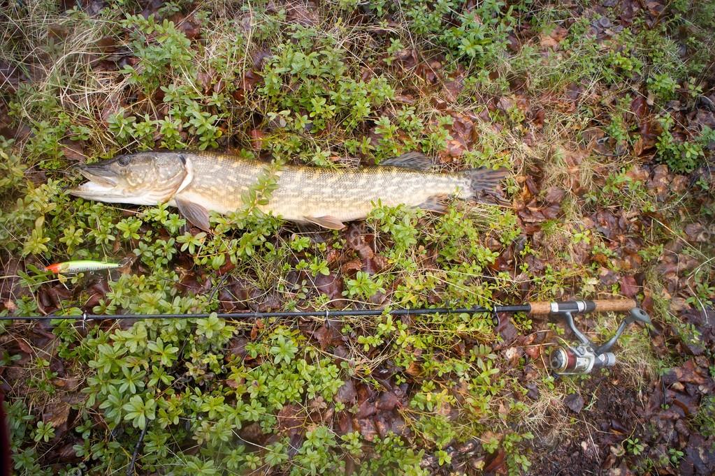 Large trophy fishing pike fish — Stock Photo © max5128 #86238134