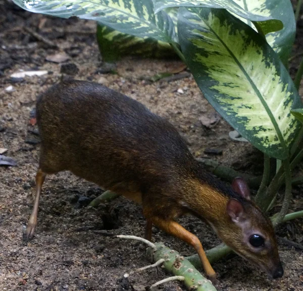 Chevrotain Size