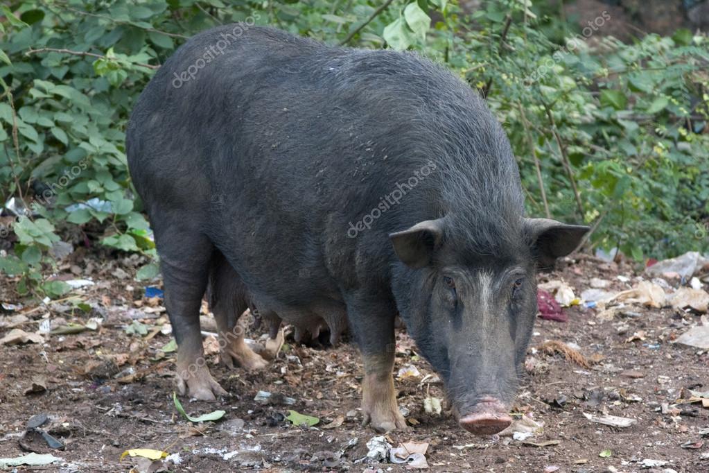 Black pig digging and looking for food in the ground. India, Goa ...