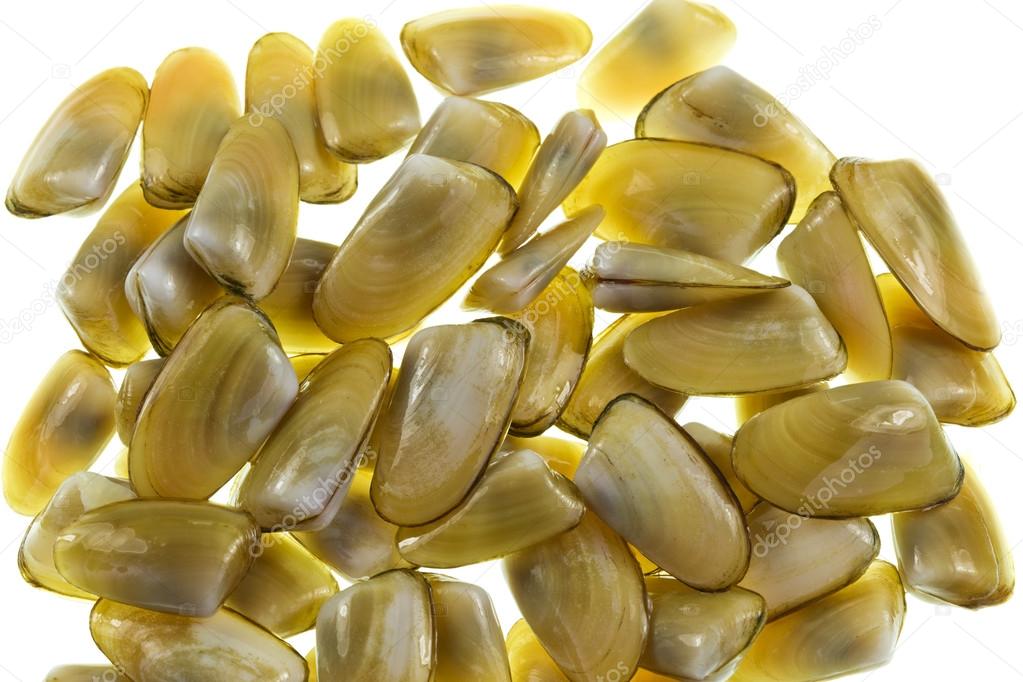 Almejas de Pipis en la cáscara 2024