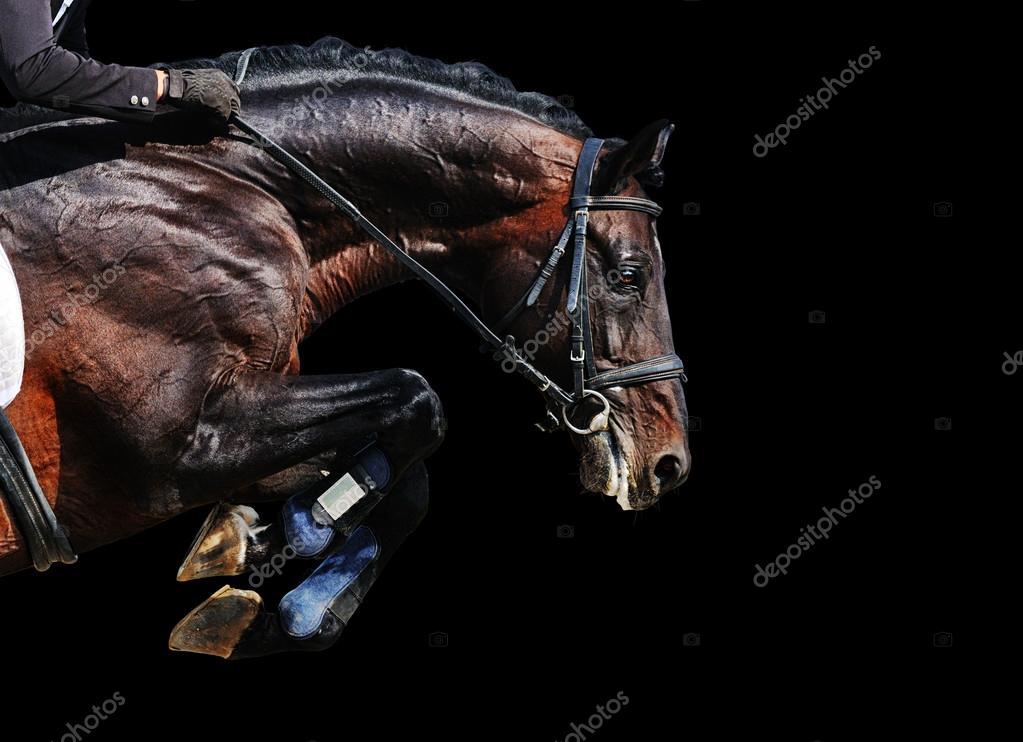 Black Stallions Jumping