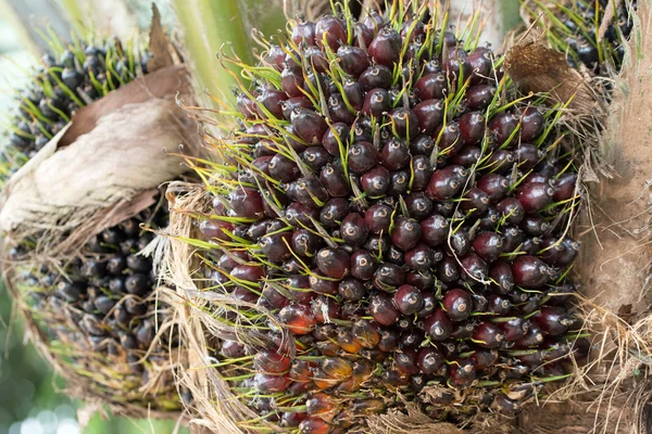 Oil palm tree Stock Photos, Royalty Free Oil palm tree Images ...