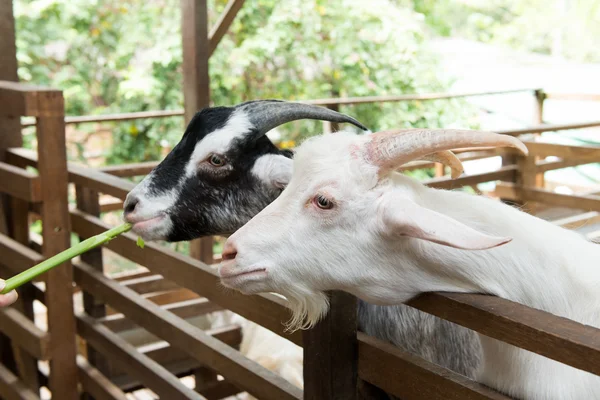 Goats in farm — Stock Photo © shirotie #75622573