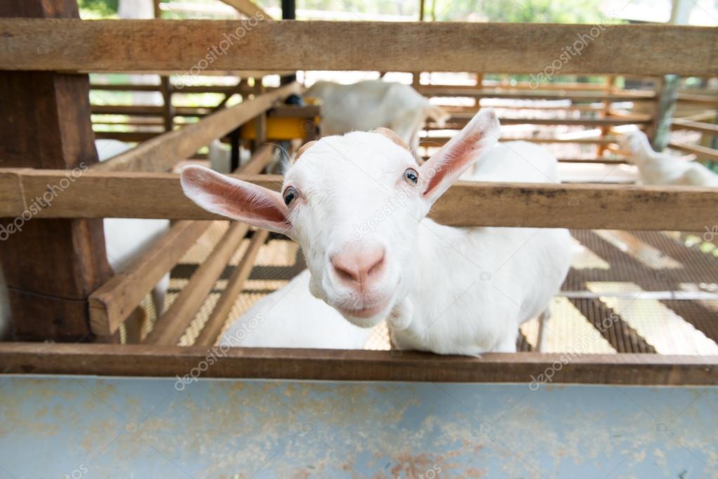 Goats in farm — Stock Photo © shirotie #75622573