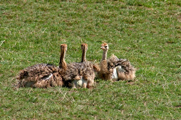 Baby ostrich Stock Photos, Royalty Free Baby ostrich Images ...