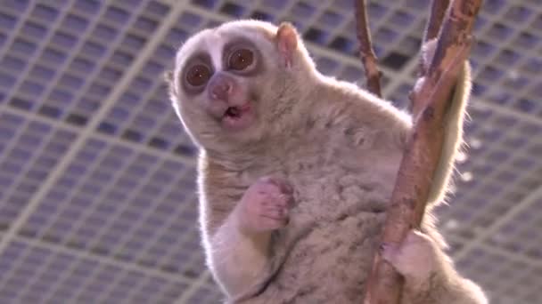 Slow loris Stock Videos, Royalty Free Slow loris Footages | Depositphotos®