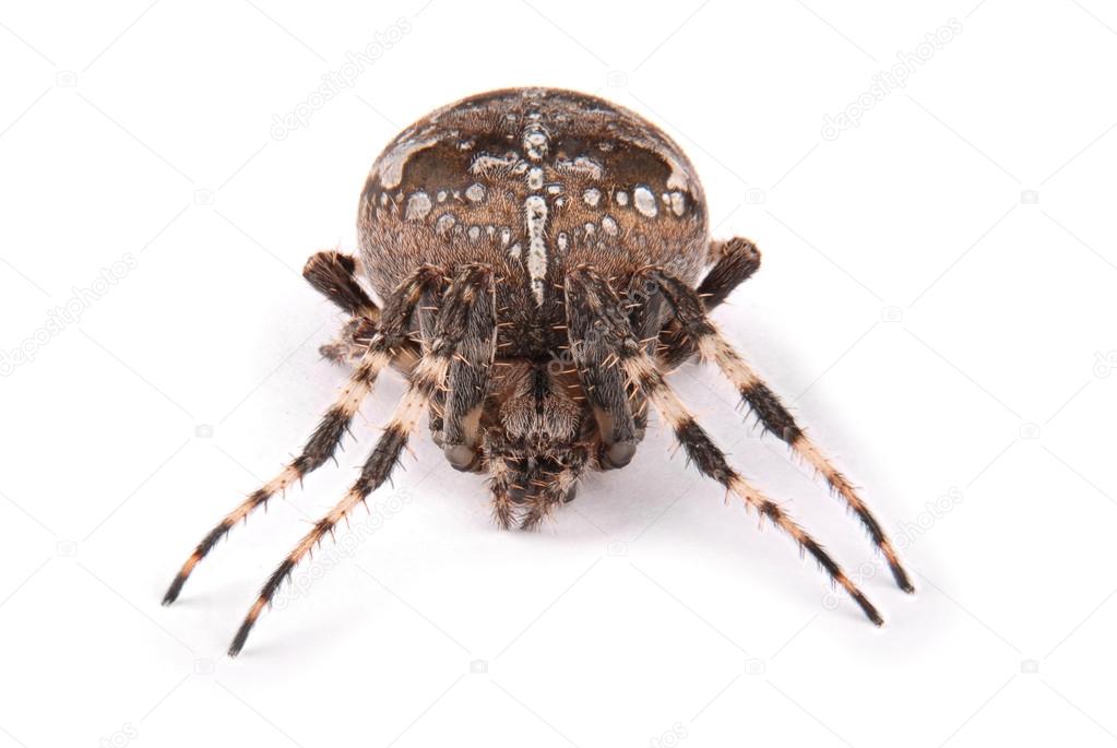 Pavouk křižák obrázky