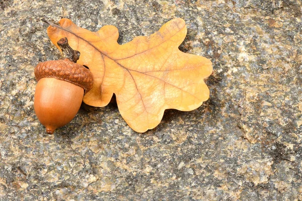 Otoño de bellota Stock Photos, Royalty Free Otoño de bellota Images ...