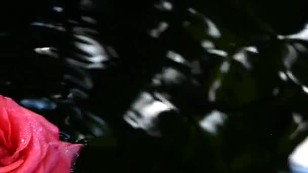 308,173 vídeos de Detalle, metraje de Detalle sin royalties | Depositphotos