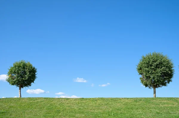 Two trees Stock Photos, Royalty Free Two trees Images | Depositphotos