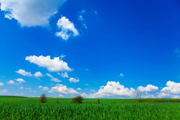 Beautiful spring field with the blue sky Stock Photo by ©Ivantsov 26213691