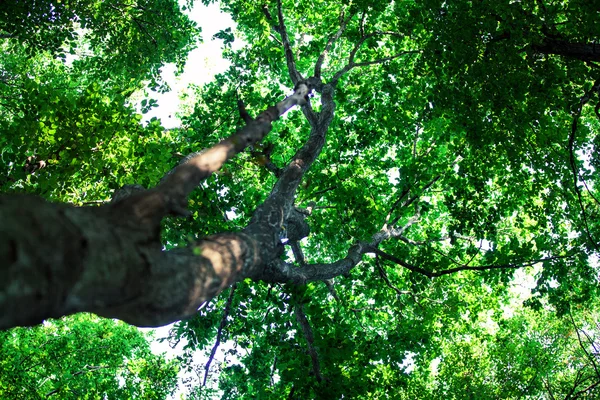 Forest trees background - Stock Image - Everypixel