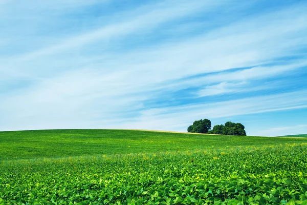 Beautiful spring field with the blue sky Stock Photo by ©Ivantsov 26213691