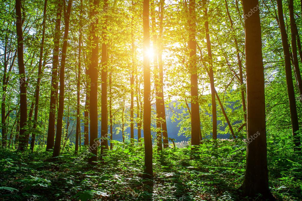 Bela floresta verde — Fotografias de Stock © Ivantsov #86142738