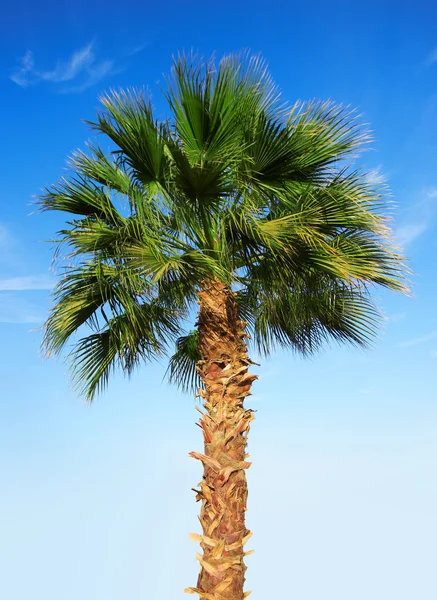 Palm tree isolated Stock Photos, Royalty Free Palm tree isolated Images ...